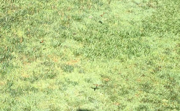 Patriots Glen National Golf Club Grounds: Cicada Killer Wasps