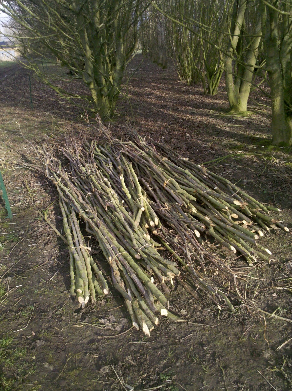 Underwood: Hedge Laying