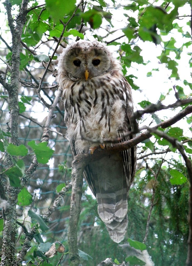 Un viaje diferente: Ranua Wildlife Park.