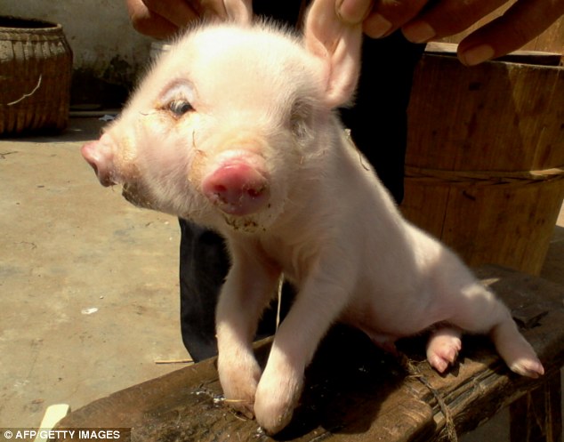 Oladele.com: Piglet suffering from axial bifurcation
