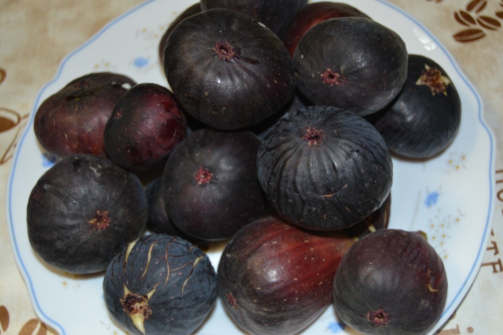 Figo Preto De Torres Novas - Var Tin