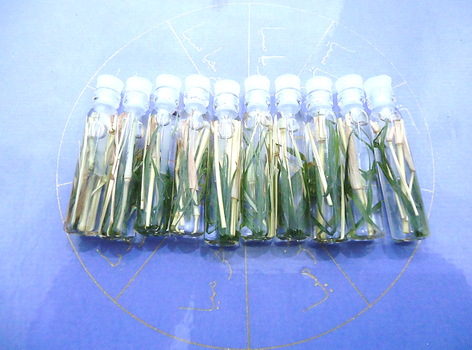 Pusaka Alam Ghaib Dan Mistik: MINYAK BULUH PERINDU JERAI