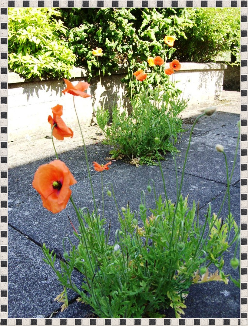 Kelli's Northern Ireland Garden: Poppy Show