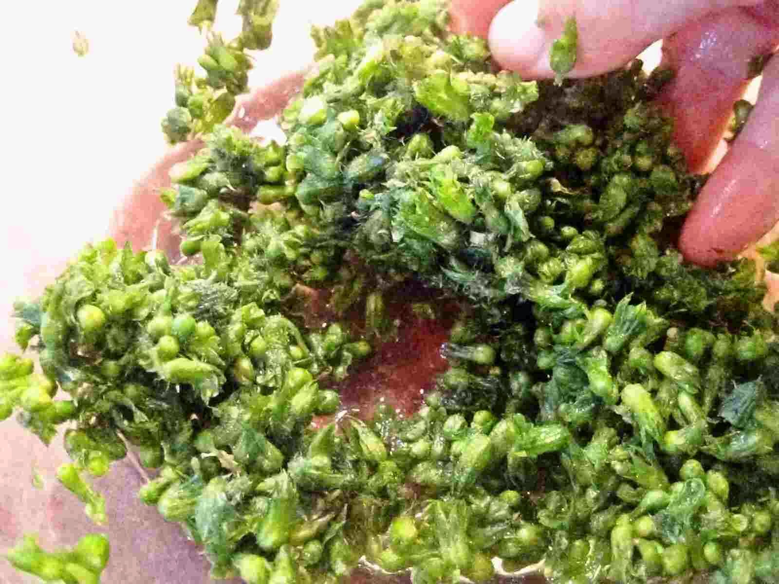 Recipes for Tom: Shiso no mi no shiozuke (aojiso) / salted green ...