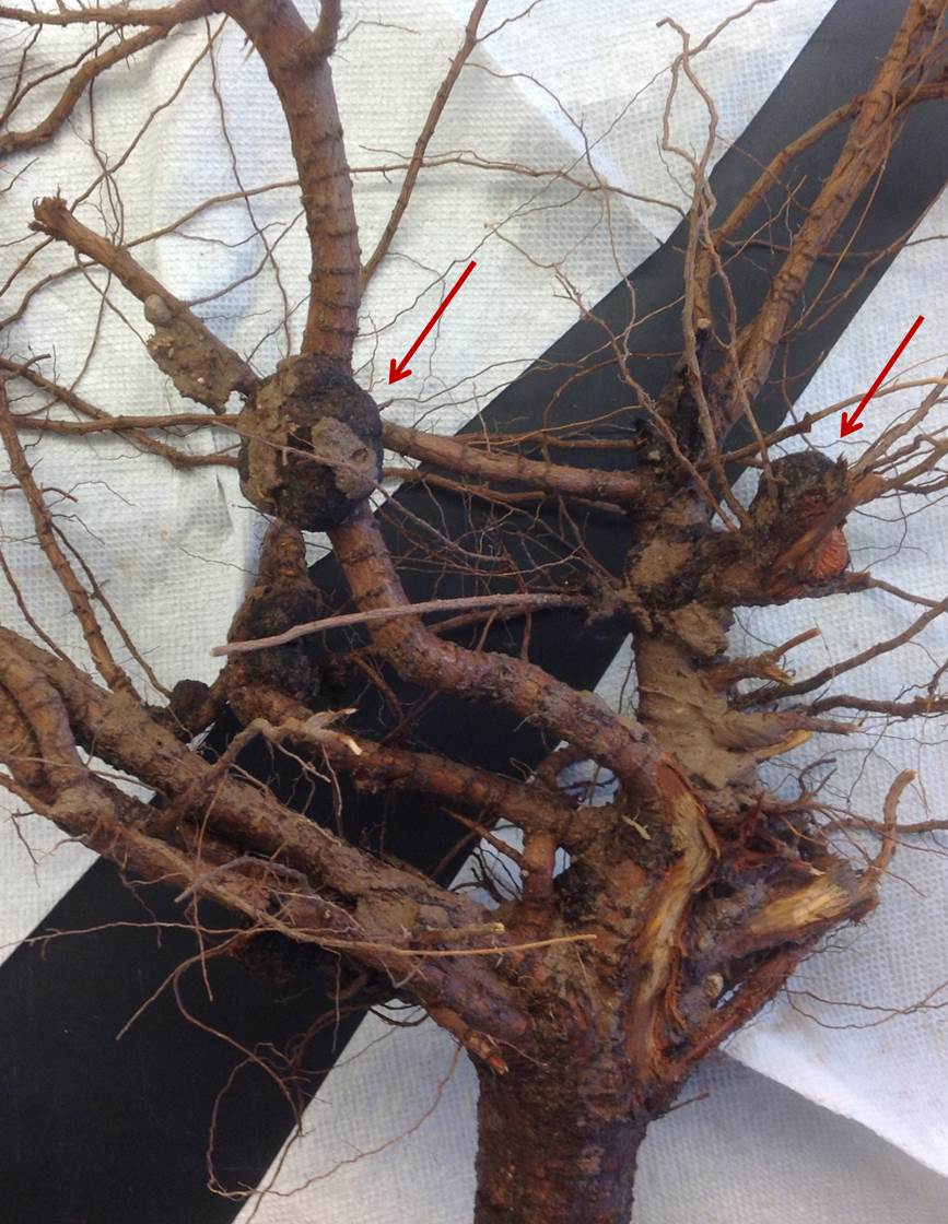 NMSU Plant Clinic: Featured Diagnosis: Crown Gall (Agrobacterium ...