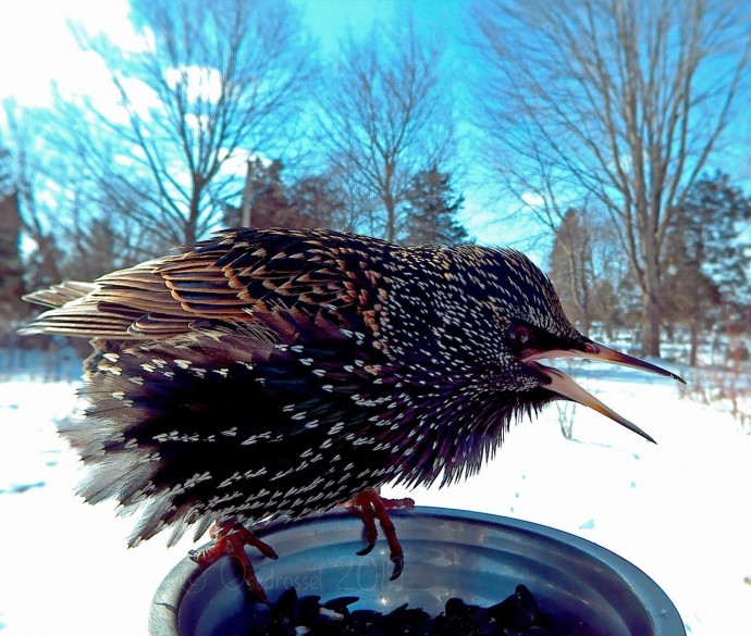Woman Sets Up Bird Feeder Photo Booth To Take Close-Ups Of Birds Eating ...