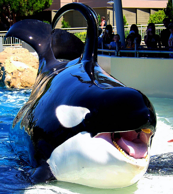 Animals of the world: Ulises "Orca"