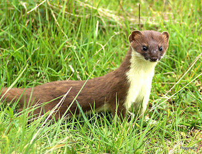 Stoat | The Life of Animals