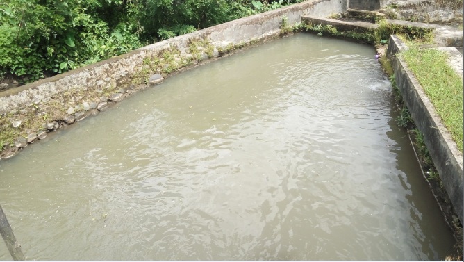 KRITERIA DASAR KOLAM KONVENSIONAL BUDIDAYA IKAN YANG BAIK | PETANI MUDA