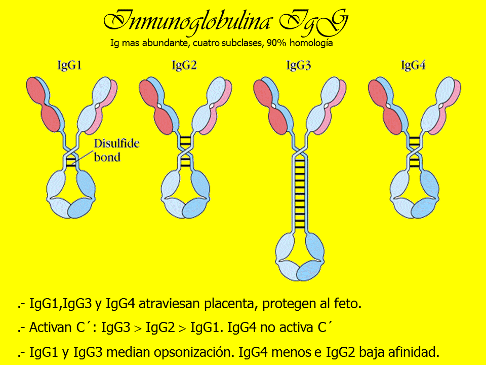 S12: INMUNIDAD HUMORAL