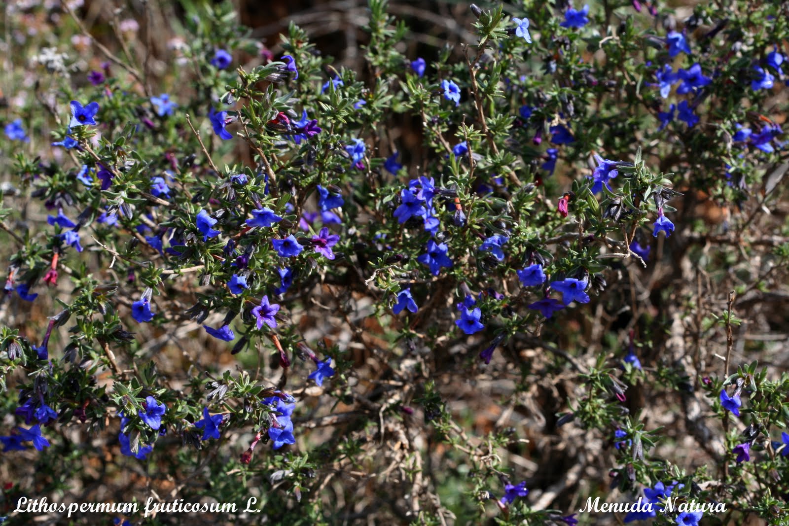 Menuda Natura: Lithospermum fruticosum L.