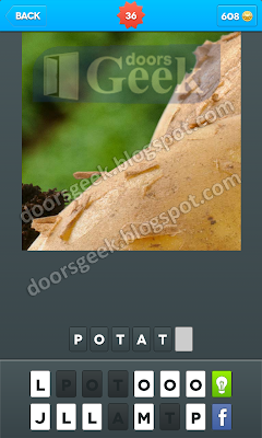 Zoomed In - Photo Word Game Level 36 ~ Doors Geek
