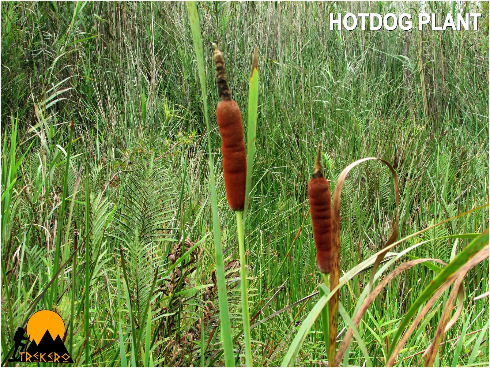 TREKERO: LAKE NAPALIT and LAKE MATA