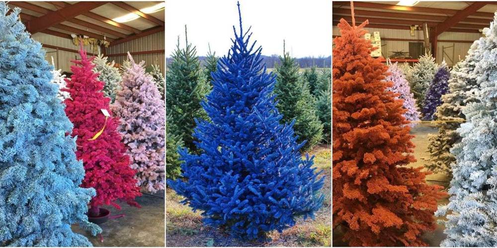 Tendinte 2016 Brazi de Craciun. Idei cum sa iti impodobesti BRADUL de ...