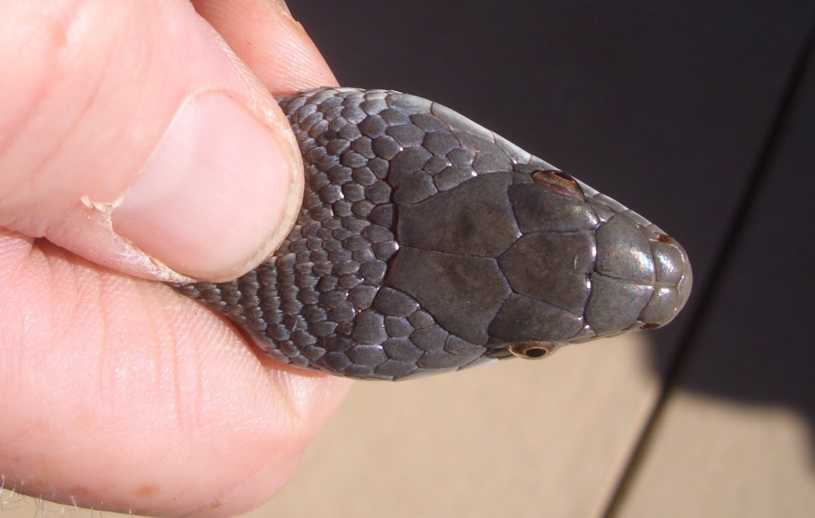 Big Bend - Texas Nature: Texas Rat Snake