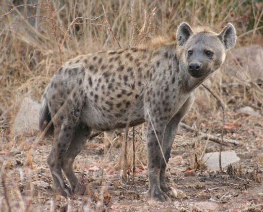 HAYVANLAR ALEMİ: VAHŞİ HAYVANLAR