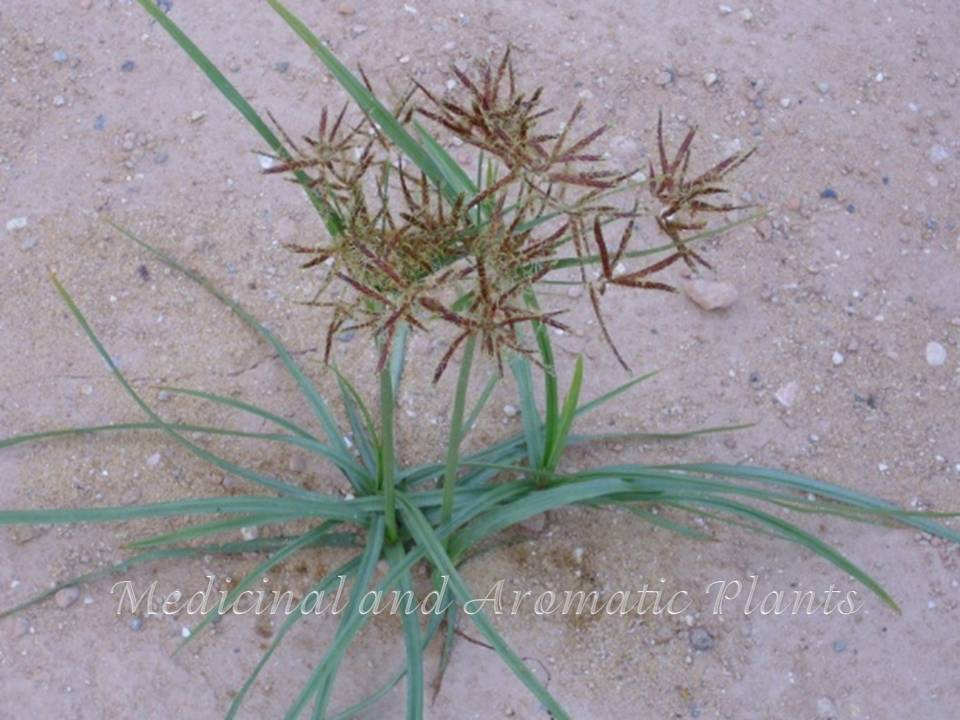 Medicinal and Aromatic Plants: CYPRUS ROTUNDUS