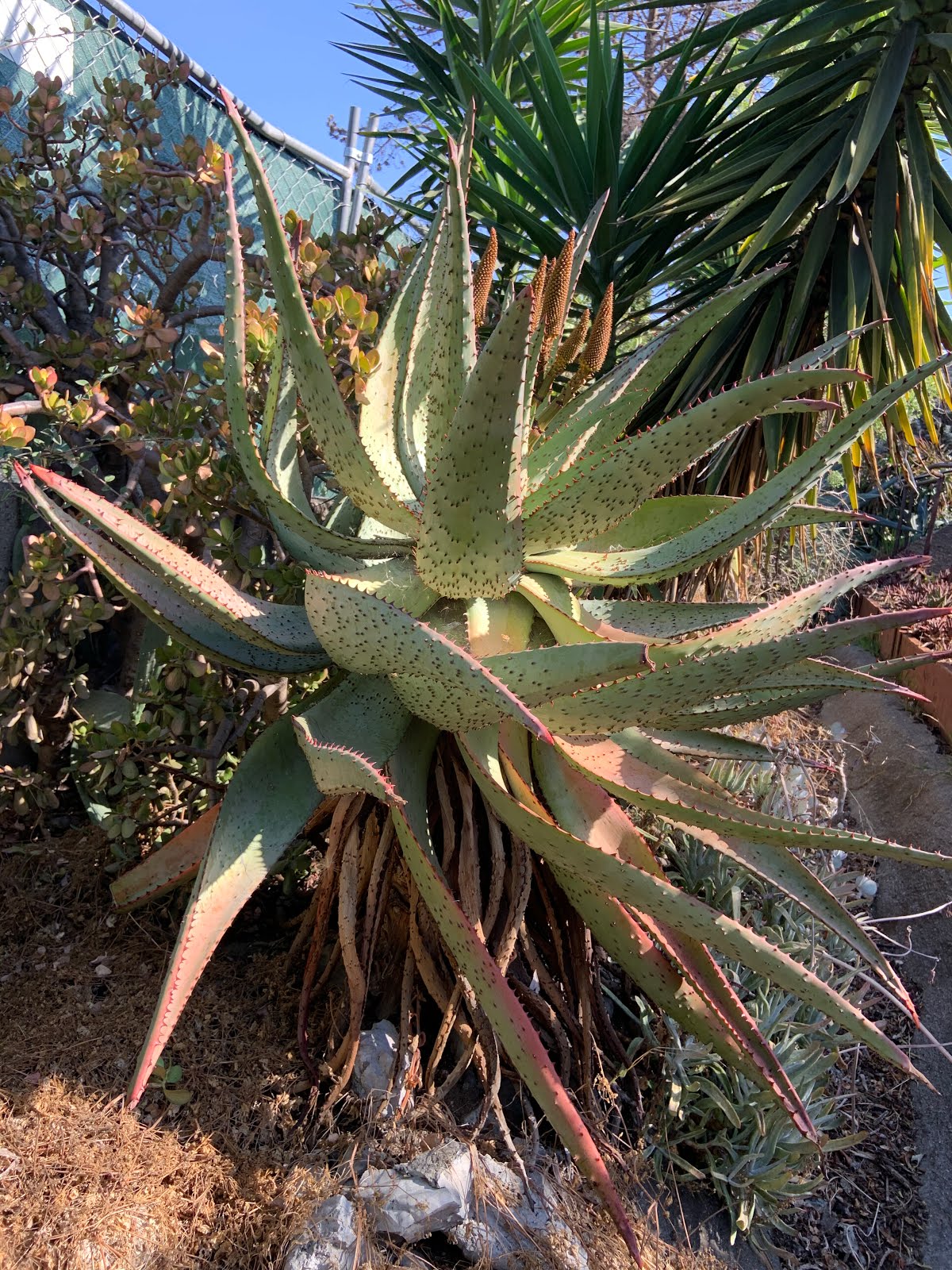 Pennsylvania Street Gardens: The tree aloe madness continues
