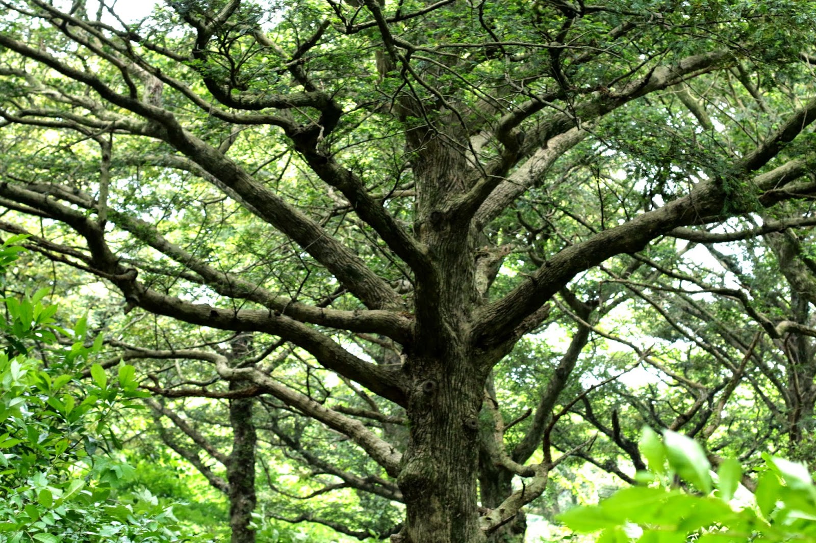 Welcome aboard on flight ASL814!: Jeju Island - Bija Forest 비자림