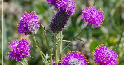 Prairie Wildflowers: Purple Prairie-Clover at the top of a Saskatchewan ...
