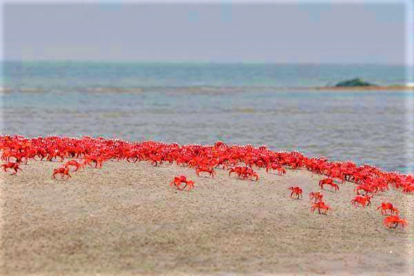 Kuakata Sea Beach - History and Travel-world heritage BD