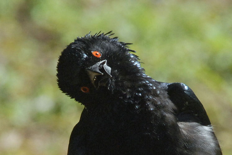A Snail's Eye View: The many moods of the Spangled Drongo