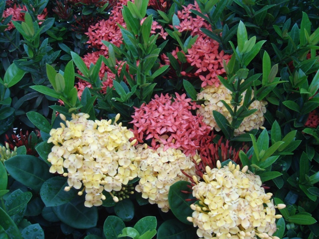 CANTINHO DO VERDE: Ixora