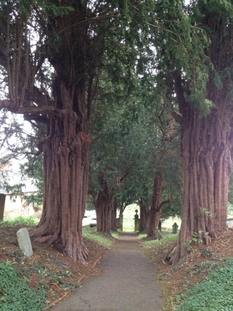 One Hundred Days of History: Day 38. Preston's Yew Trees