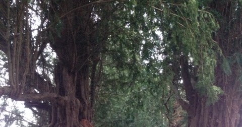 One Hundred Days of History: Day 38. Preston's Yew Trees