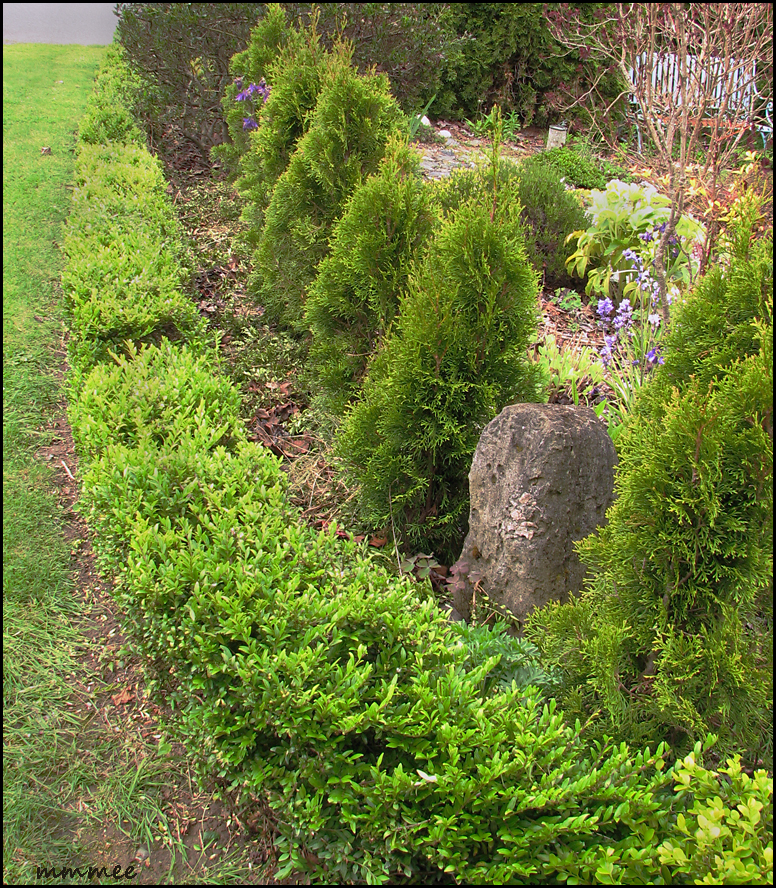 My Garden: May hedging