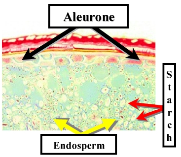 Aleuron Adalah - Kamus Biologi Online - Biologi Edukasi: Belajar Sains ...