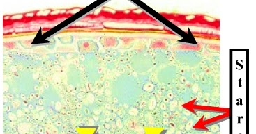 Aleuron Adalah - Kamus Biologi Online - Biologi Edukasi: Belajar Sains ...