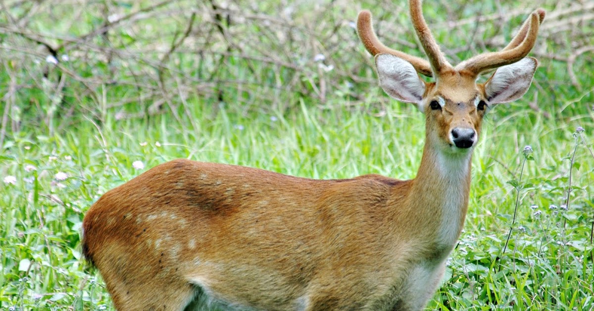 DREAMRIDER: Manipur Zoological Garden & Sahid Minar.