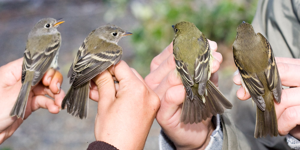 Yukon Bird Observatories: Teslin Lake update - August 15th