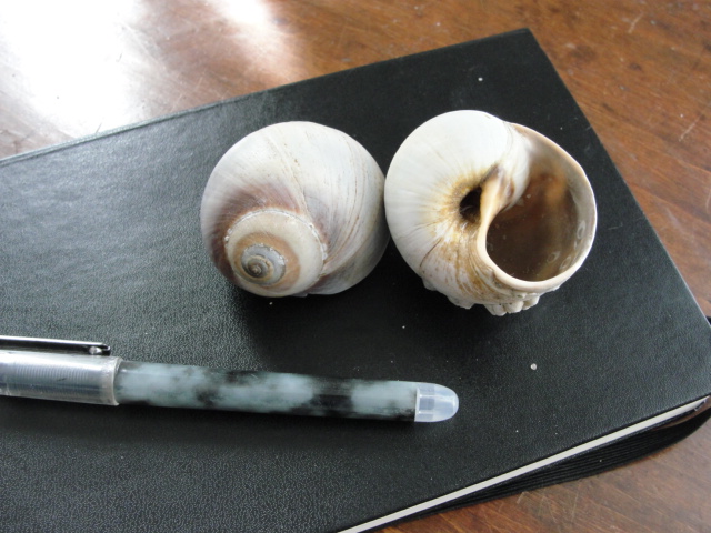 drawing snail shells | Mary Richmond's Cape Cod Art and Nature