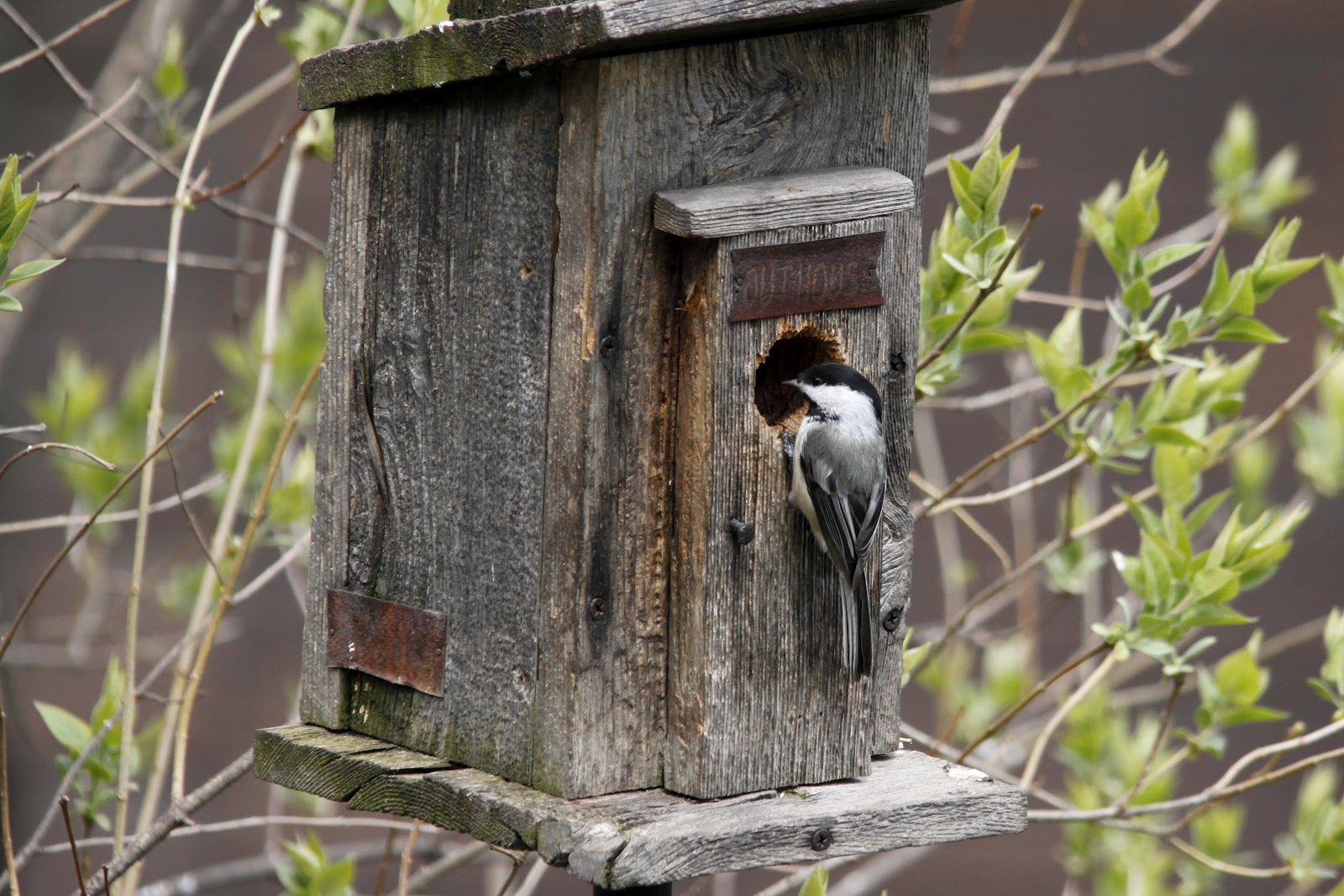 Angie in T.O.: CHICK-A-DEE-DEE-DEE