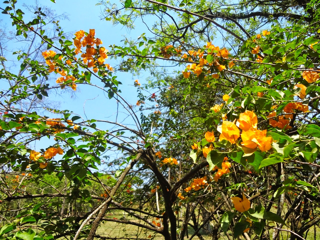 Parque Ecológico de Barueri (ex-Parque Ecológico do Tietê - Núcleo Ilha ...