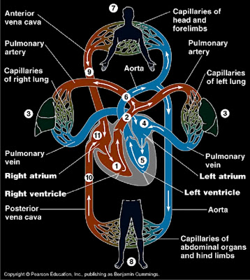 BEYOND REPRESENTATION: architectural design 5: Circulatory System
