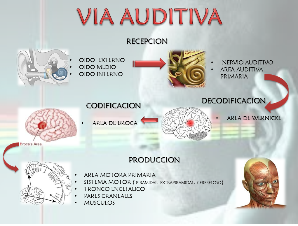 Neurofisiología: VIA AUDITIVA