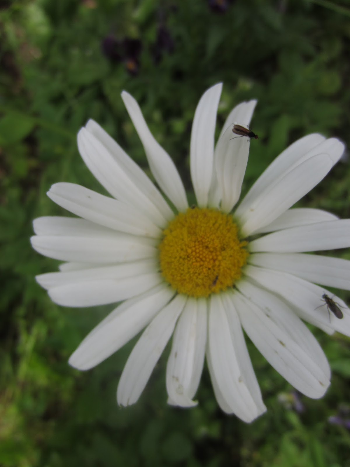 Lavendel & Salvia: Vita blommor