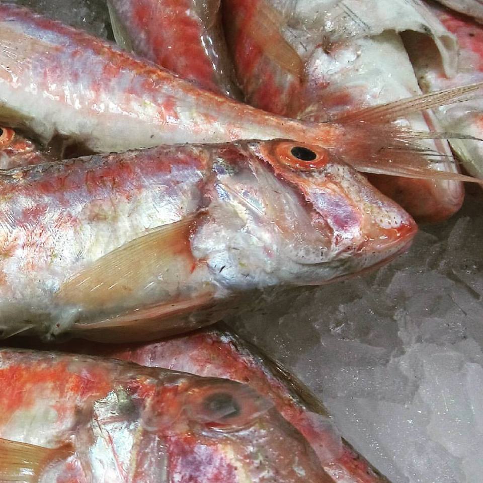 Salmonete, pequeño tesoro del Mediterráneo