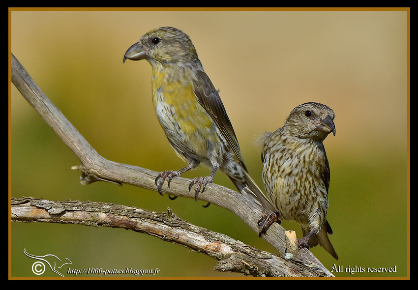 WILDLIFE GATEWAY: Le Bec croisé des sapins