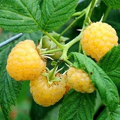 By Garden: GERMINACION DE SEMILLAS DE FRAMBUESA