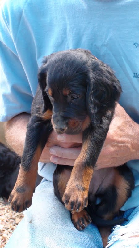 Gordon Setter Crossing: Gordon Setter Puppies 6 wks. 5 Days Old