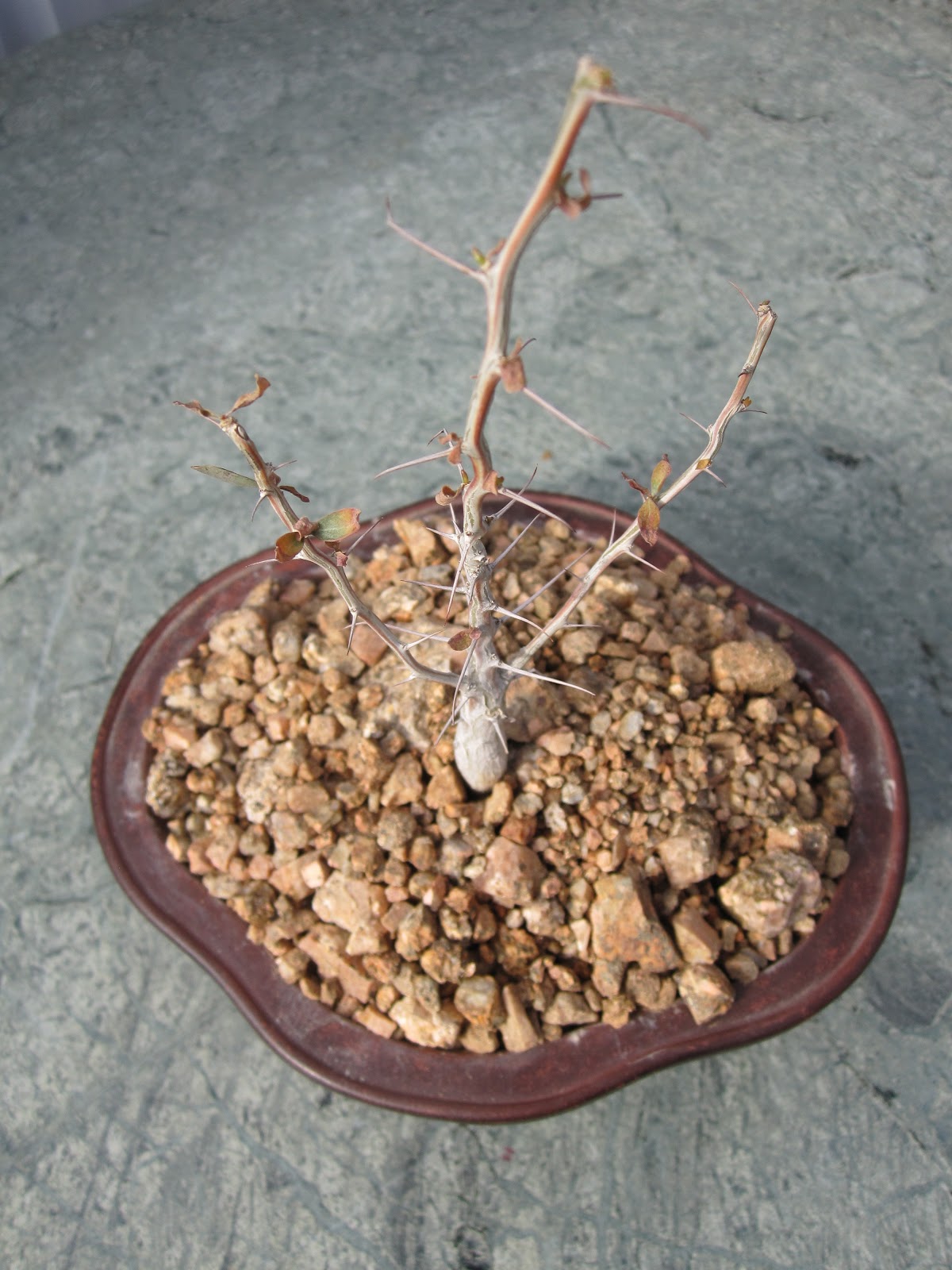 CAUDEX & PACHYCAUL: IDRIA COLUMNARIS "BOOJUM"