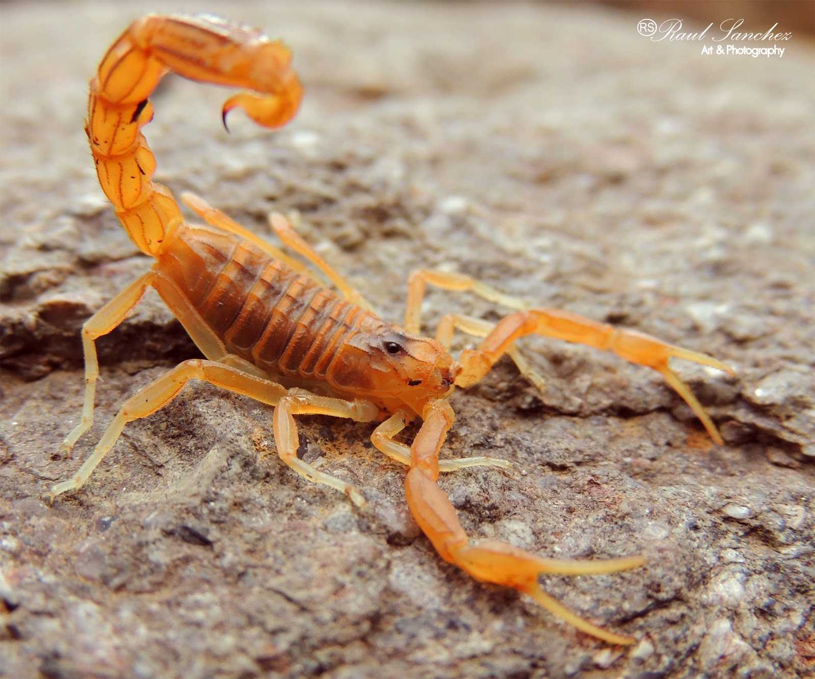 Naturaleza Viva : septiembre 2014