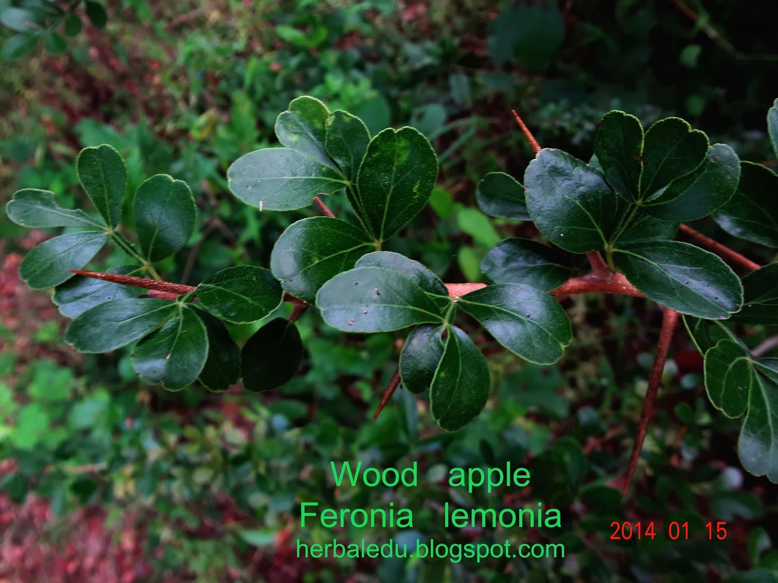 Feronia lemonia-Divul-දිවුල් - மரம் ஆப்பிள் - wood apple - Herbal ...