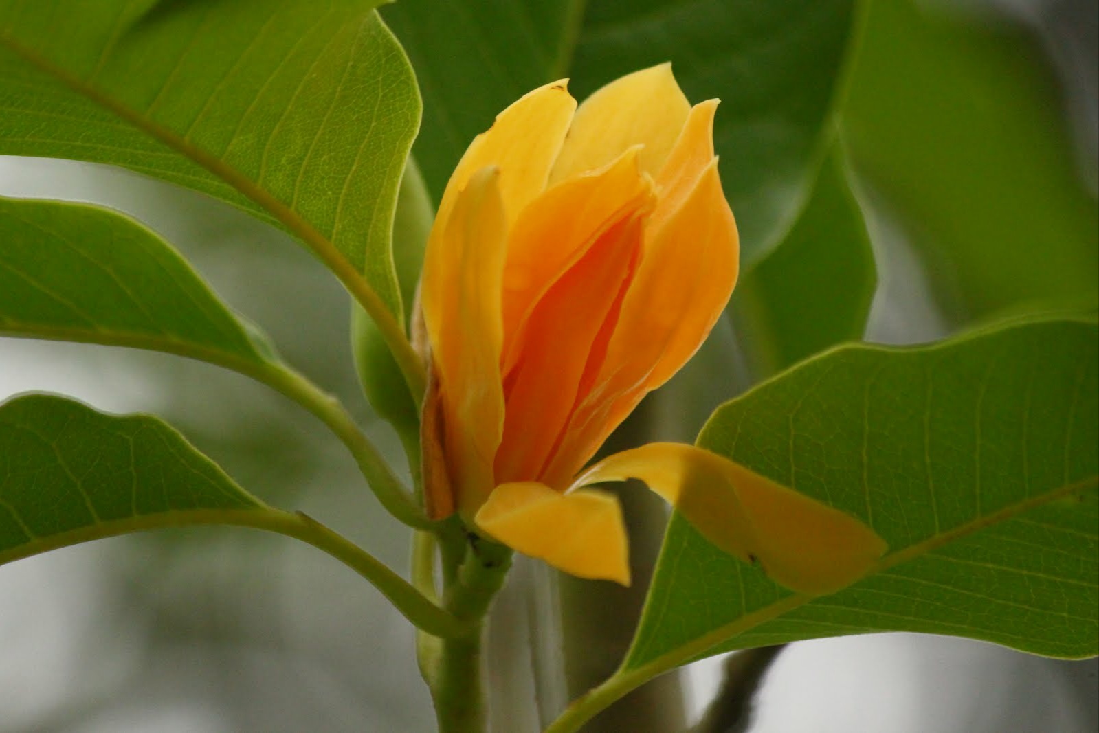 Gambar Bunga Cempaka Yang Indah | Kumpulan Gambar