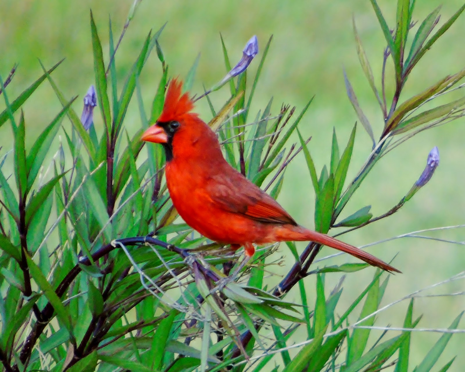 My Backyard: ZOOM Zoom zoom