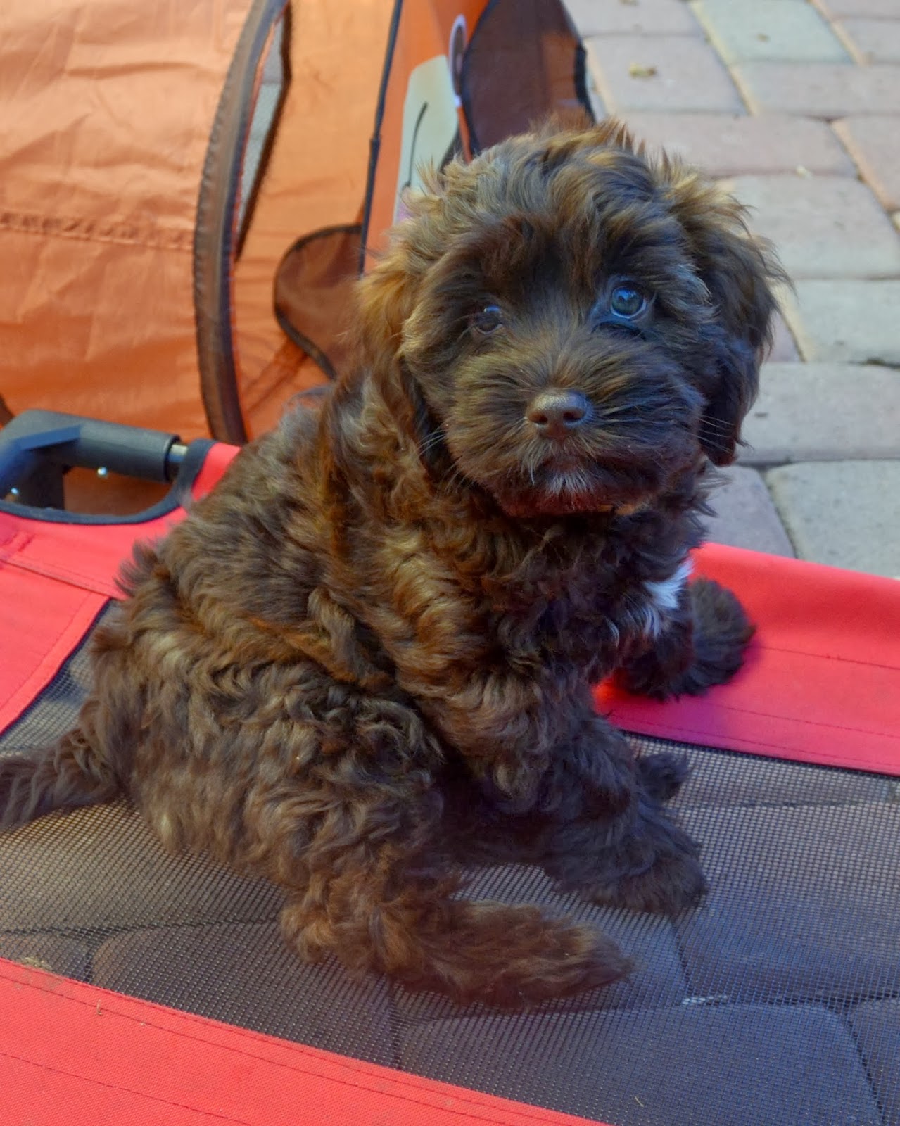 Golden Gate Labradoodles: Authentic Australian Labradoodles: A "Cocoa ...